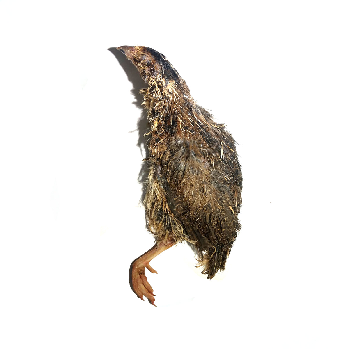 Whole Quail – DOG TUB